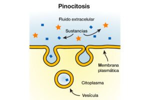 PINOCITOSIS » Qué Es, Funciones Y Características »【2023】