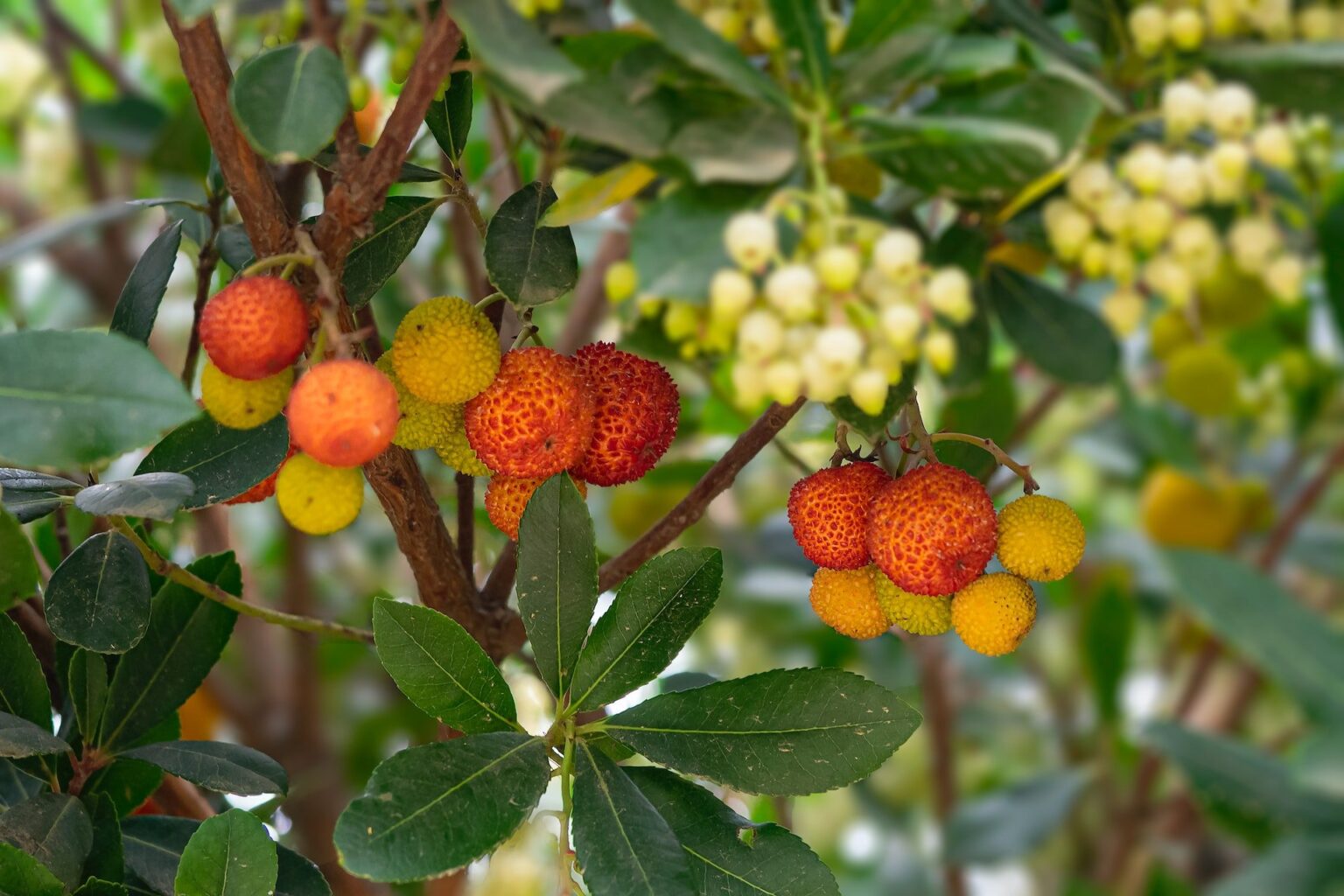 Lichi Y Rambután » Diferencias, Características Y Beneficios