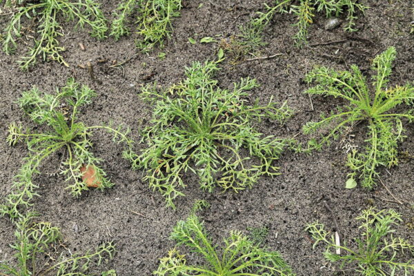 Raíz De La Maca » Características, Efectos Y Beneficios