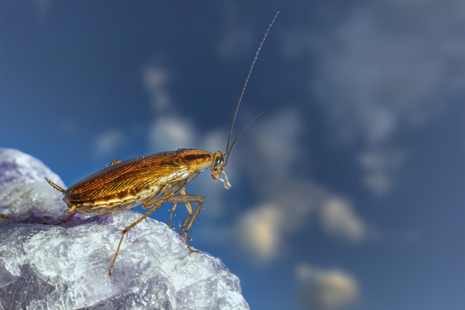 Huevos De Cucaracha » Cómo Erradicarlos
