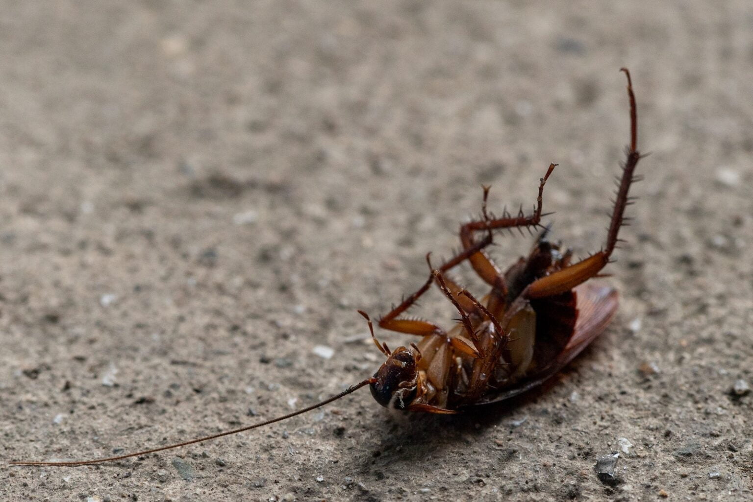Cucaracha Americana » Características, Peligros Y Remedios