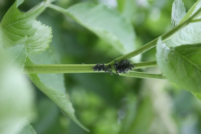 Pulgón Blanco O Lanudo » Daño Y Características