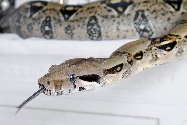 Boa Constrictor » Características Y Comportamiento