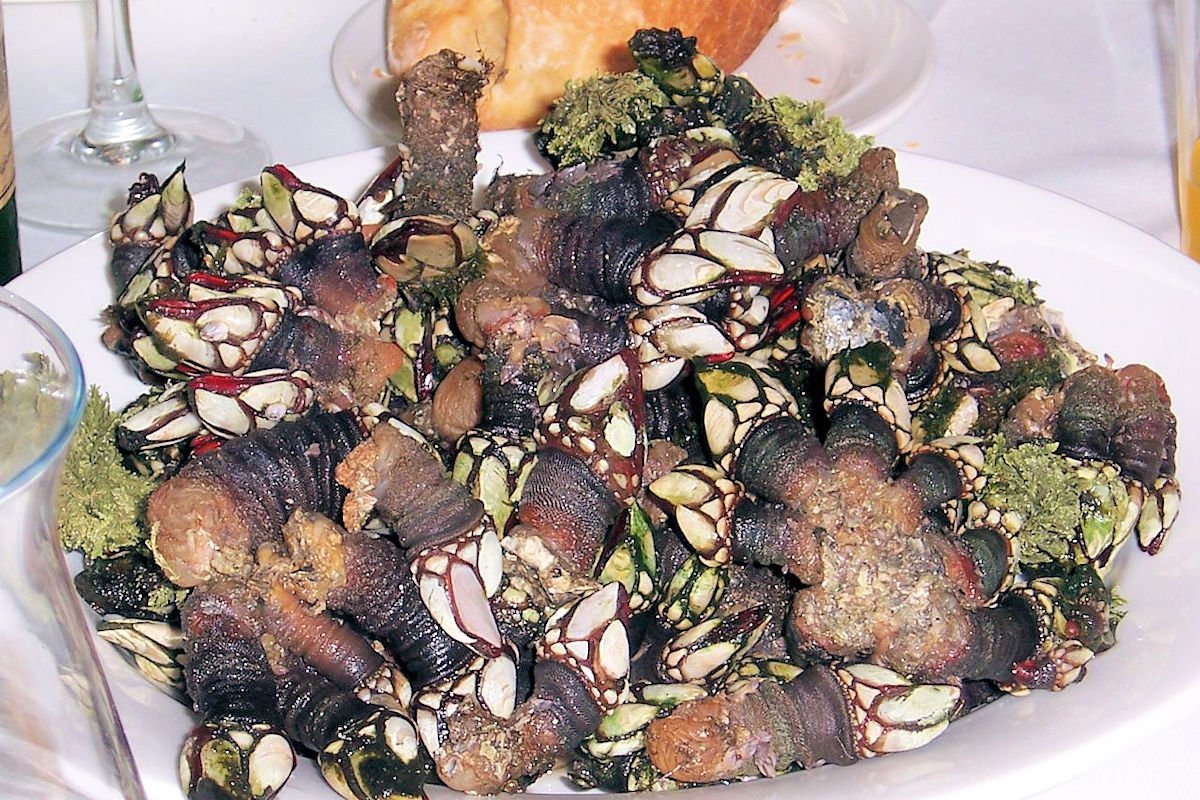 CÓMO COCER PERCEBES + TIEMPO DE COCCIÓN