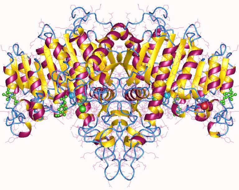 FOSFATASA ALCALINA » Enfermedades, Función Y Valores