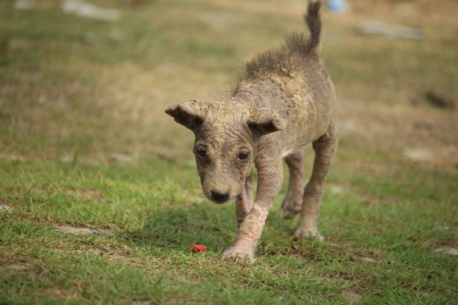 Ácaro De La Sarna » Características, Peligros Y Alimentación