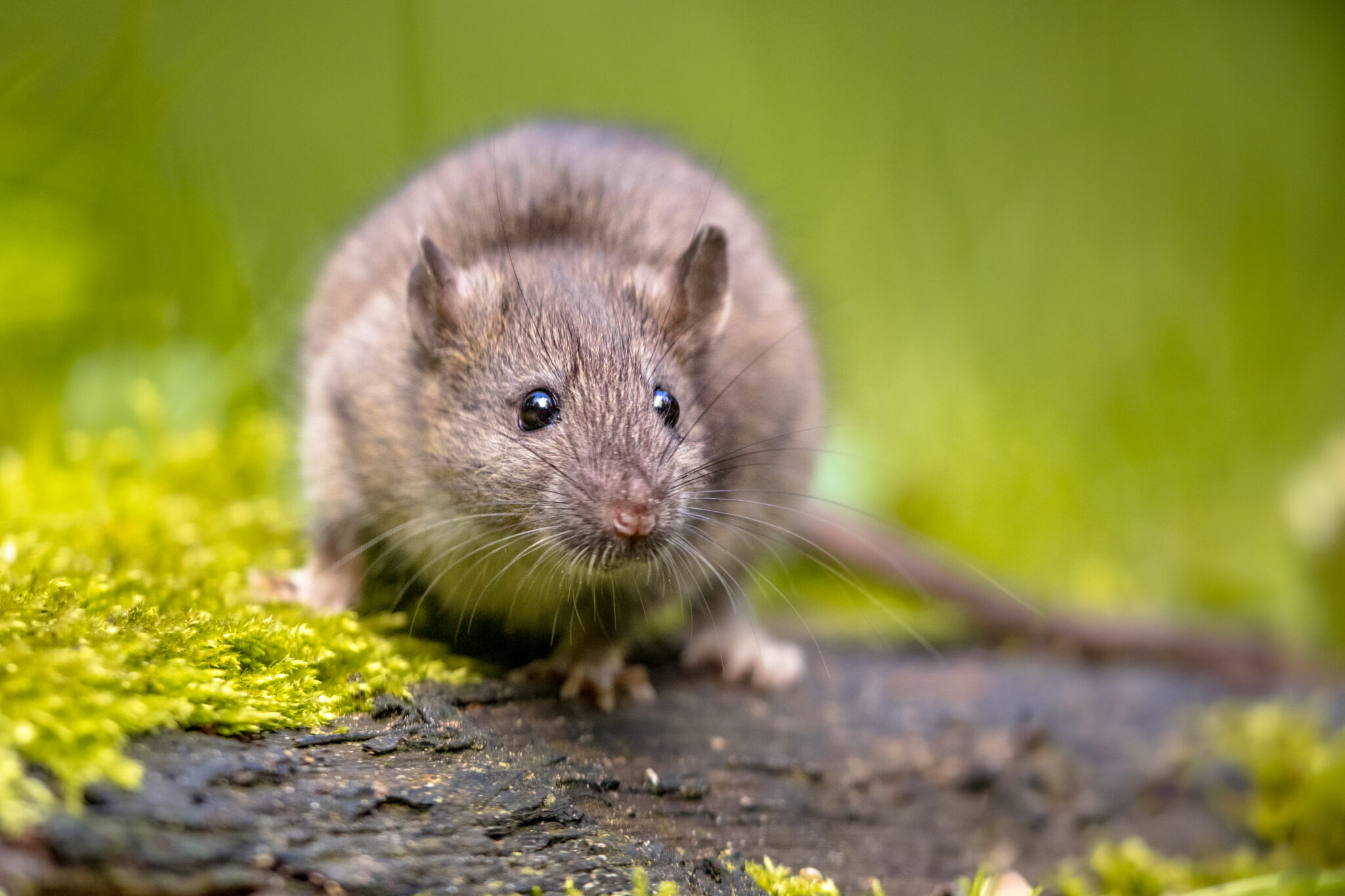 Rata De Campo » Características, Alimentación Y Reproducción