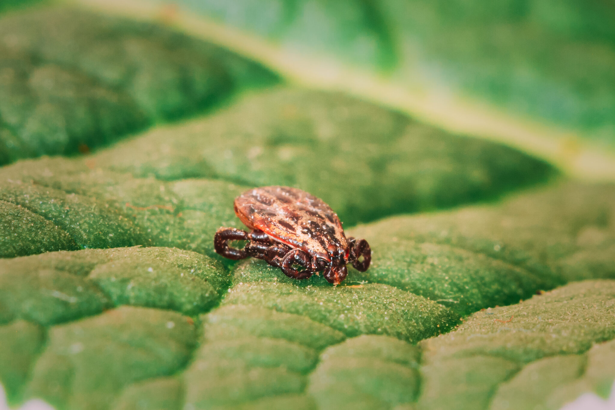 Tipos De Garrapatas » Características; Duras, Blandas Y Negras