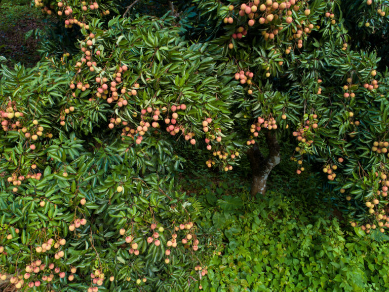 LICHI » Propiedades, Beneficios, Sabor Y Riesgos