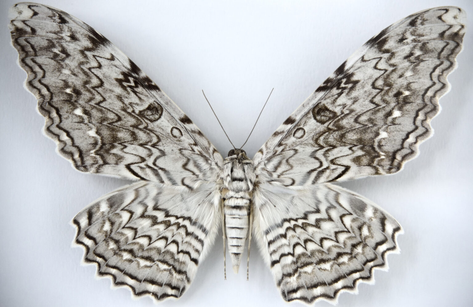 POLILLAS » Tipos, Hábitat, Cómo Eliminarlas Y Remedios