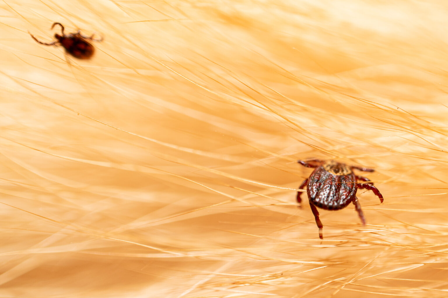 Tipos De Garrapatas » Características; Duras, Blandas Y Negras