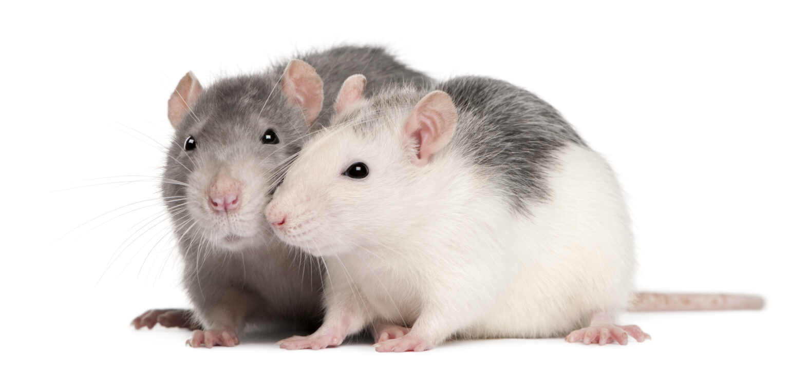Tipos De Ratas » Características, Hábitat Y Peligros Tipos De Ratas » Características, Hábitat Y Peligros