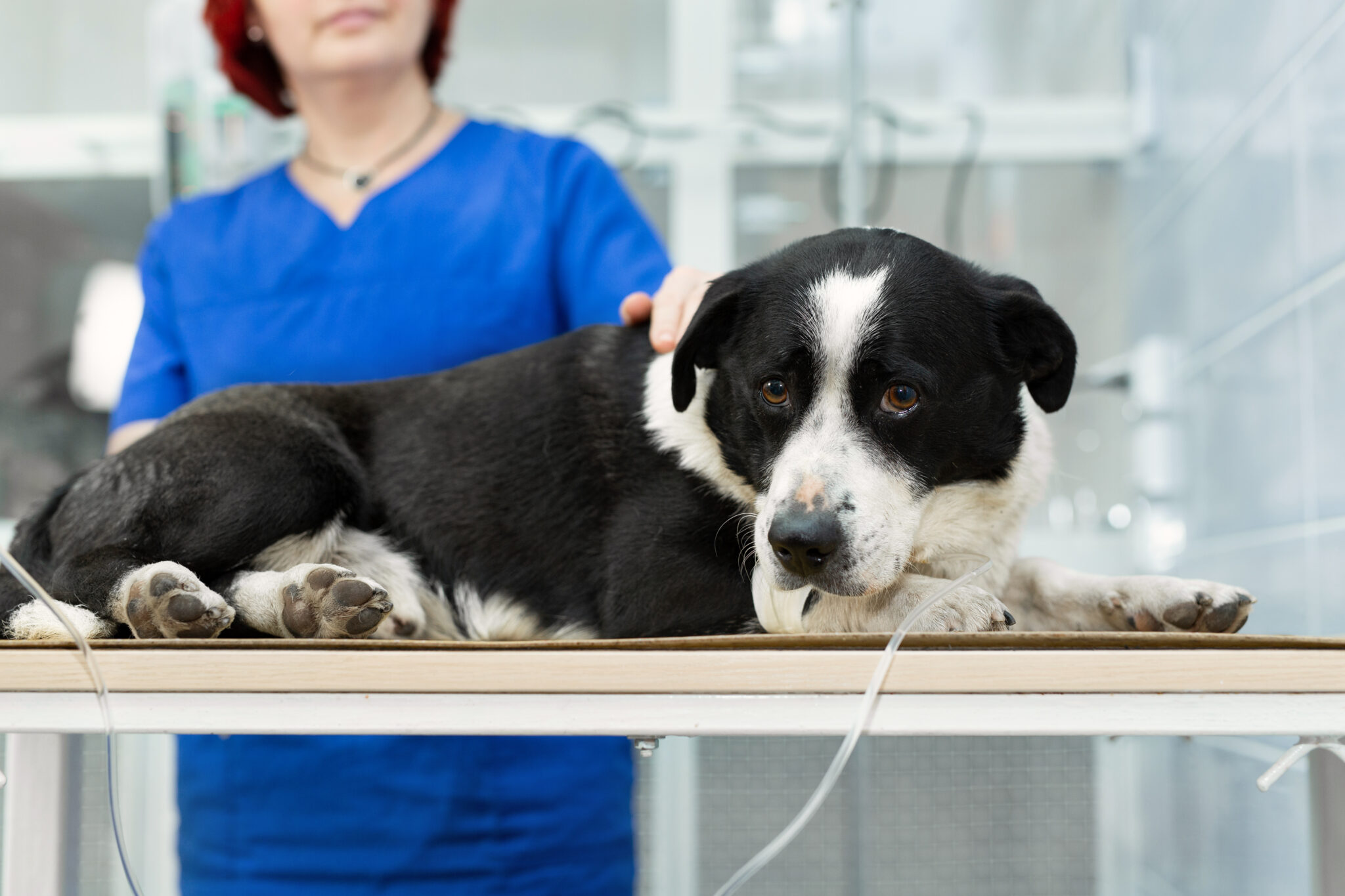Ácaros En Perros » Tipos Y Tratamientos Rápidos Y Eficaces
