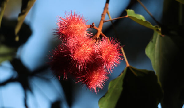 ACHIOTE » Beneficios, Nutrientes, Usos Y Cultivo