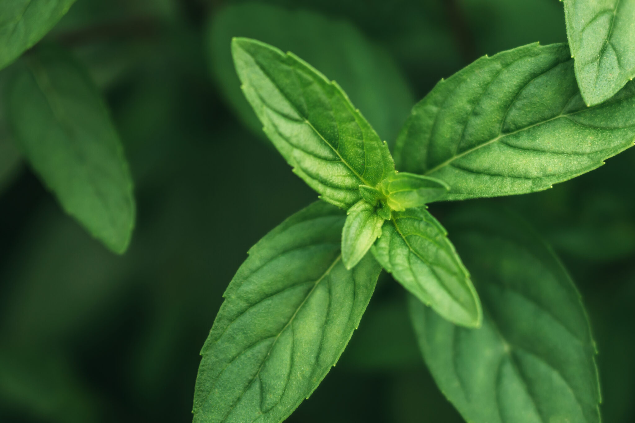 HIERBABUENA » Usos, Propiedades Y Beneficios