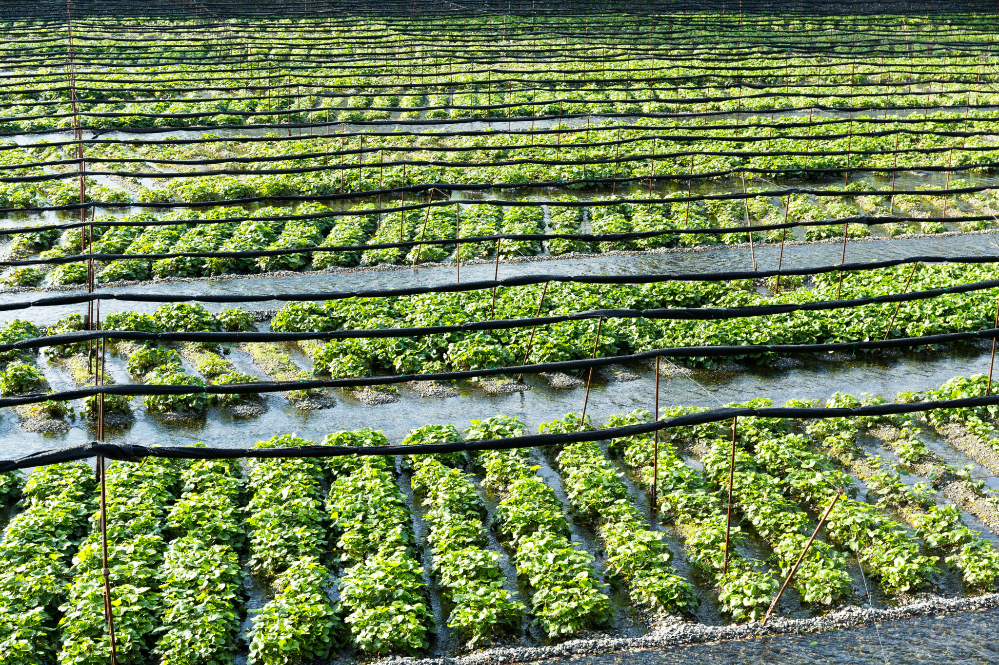 Cultivo Del Wasabi » ¿Cómo Crece Esta Raíz?