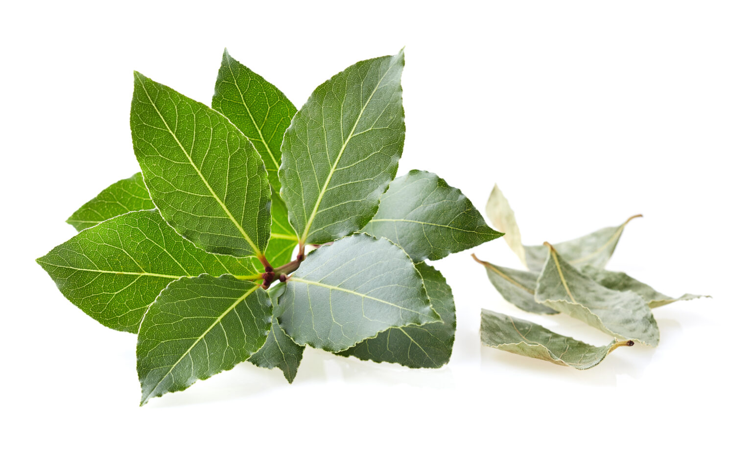 LAUREL » Propiedades, Beneficios Y Contraindicaciones