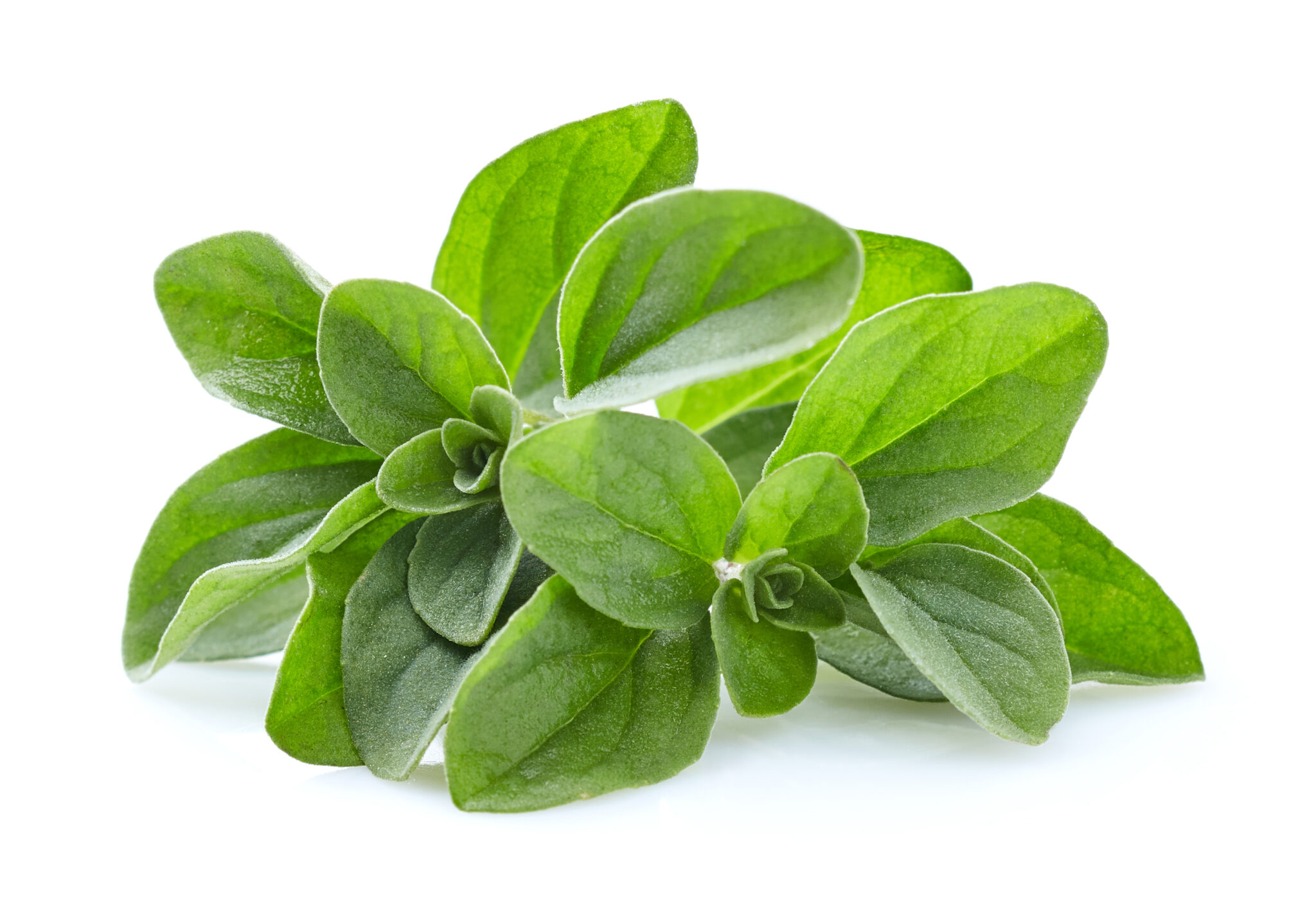 MEJORANA » Propiedades. Usos Y Beneficios Curativos