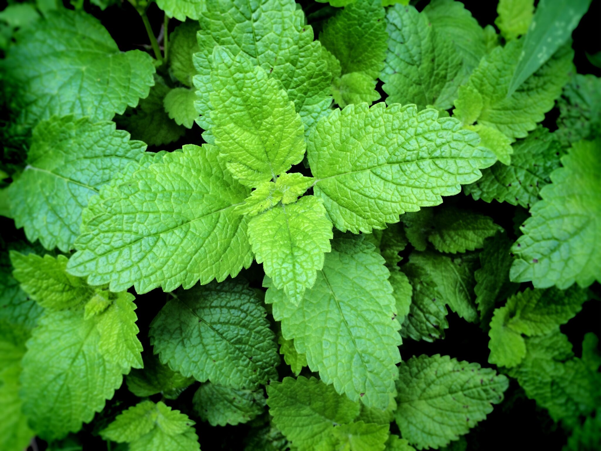 HIERBABUENA » Usos, Propiedades Y Beneficios